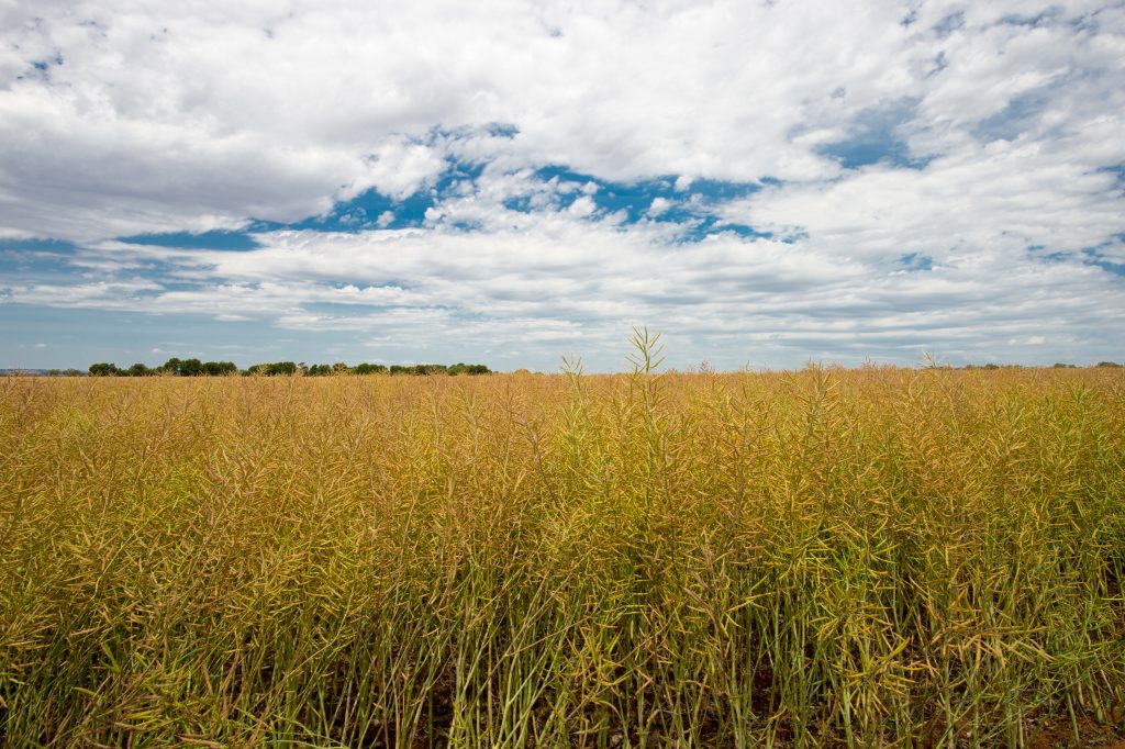 GRDC Grains Research Update, Spalding SA - ORM