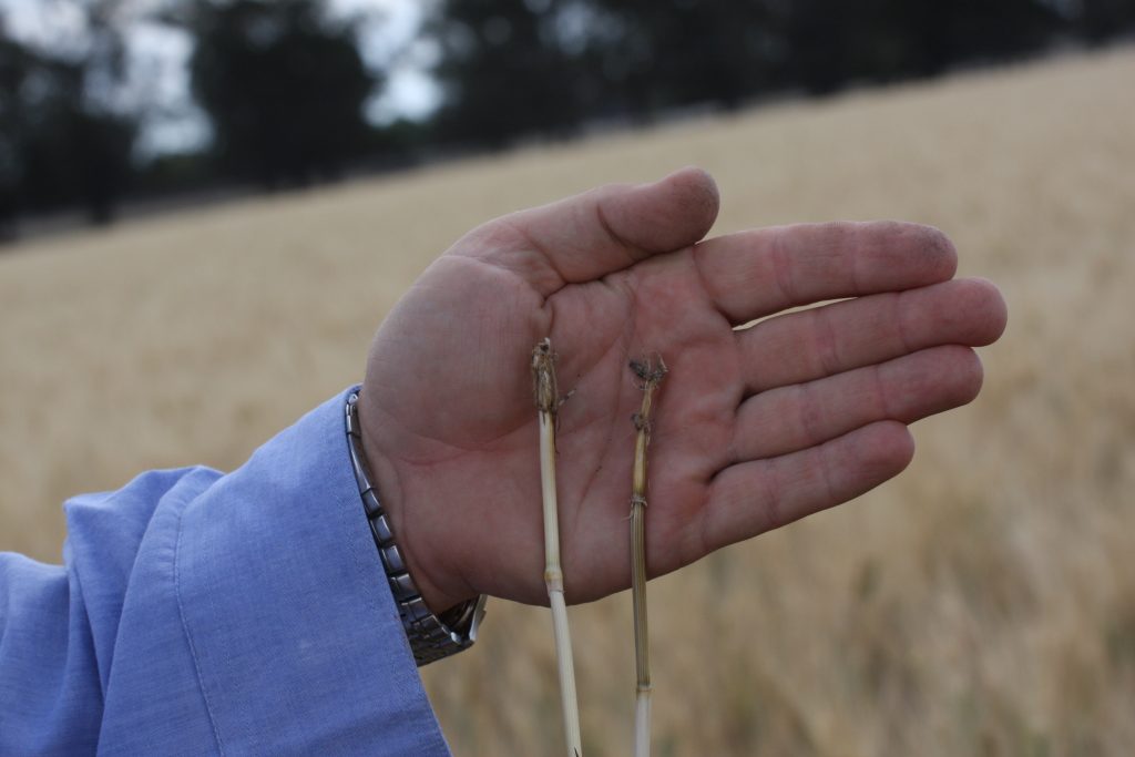 GRDC Grains Research Update, online - New opportunities for crown rot ...