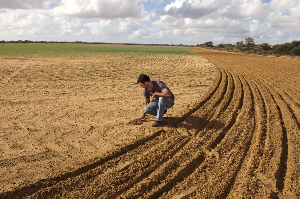 GRDC Grains Research Update, online - Late seeding & re-seeding ...